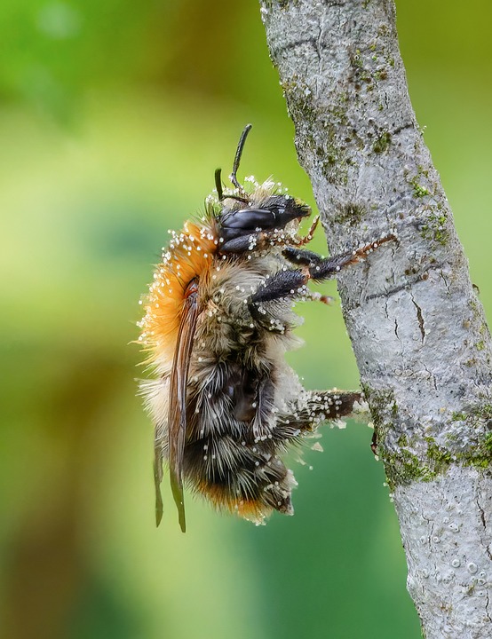 Bumblebee Bee Insect - Free photo on Pixabay