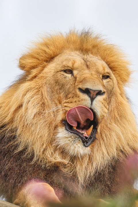 Lion Alam Hewan - Foto gratis di Pixabay