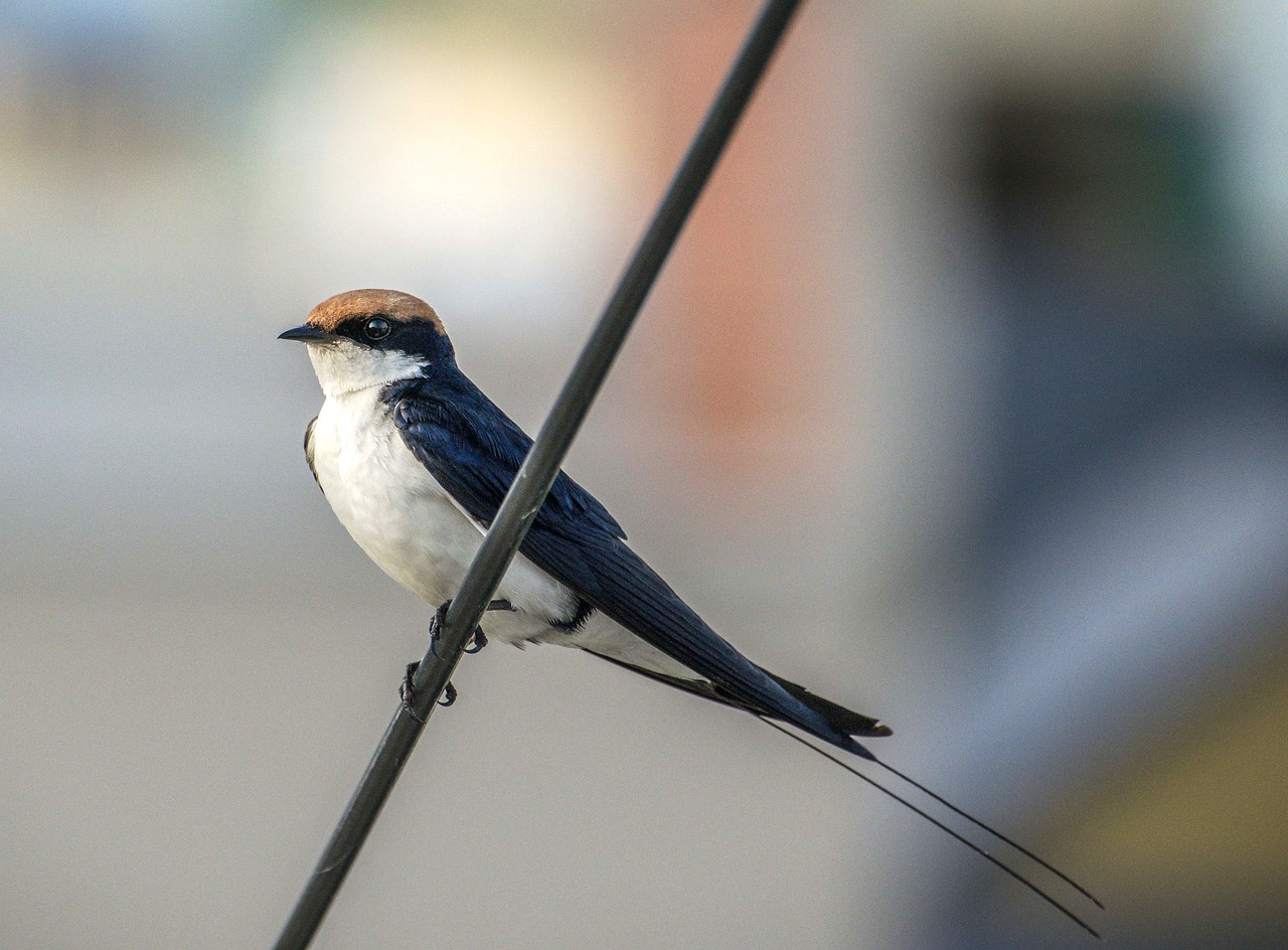 Swallow Bird Animal - Free photo on Pixabay
