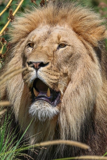 León Naturaleza Animal - Foto gratis en Pixabay
