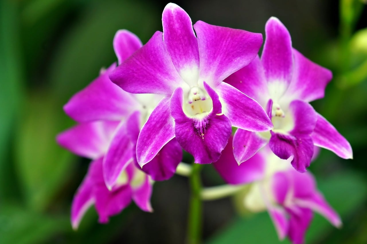 Magenta Orchid Flower Flora - Free photo on Pixabay