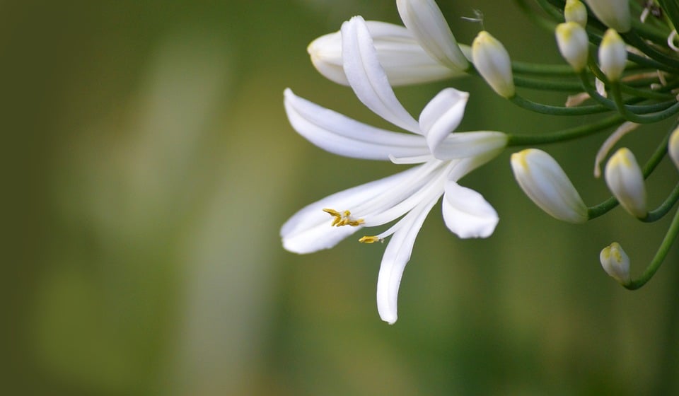 Lily African Lilies Of The - Free photo on Pixabay