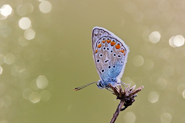 Butterfly Common Blue Butterflies - Free photo on Pixabay