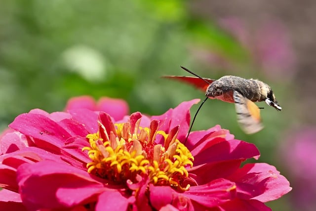 Moth Hummingbird Hawk Insect - Free photo on Pixabay