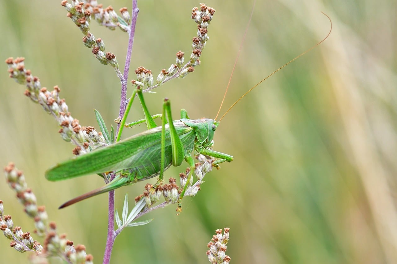 Grasshopper Insect Nature - Free photo on Pixabay