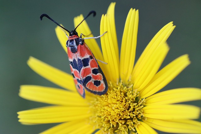 Lucky Butterflies Insect Nature - Free photo on Pixabay