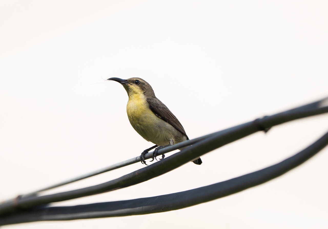 Sunbird Bird Animal - Free photo on Pixabay