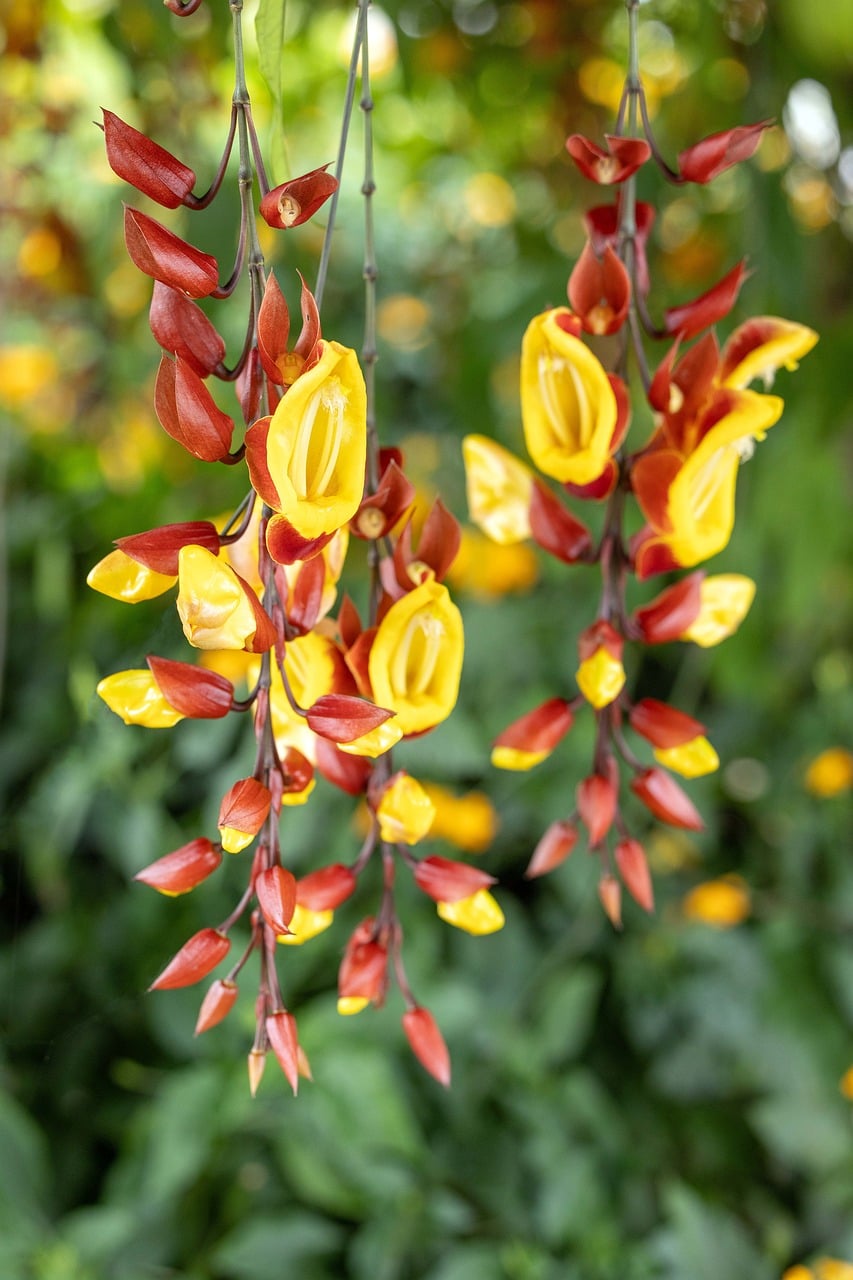 Mysore Trumpet Vine Yellow Flower - Free photo on Pixabay
