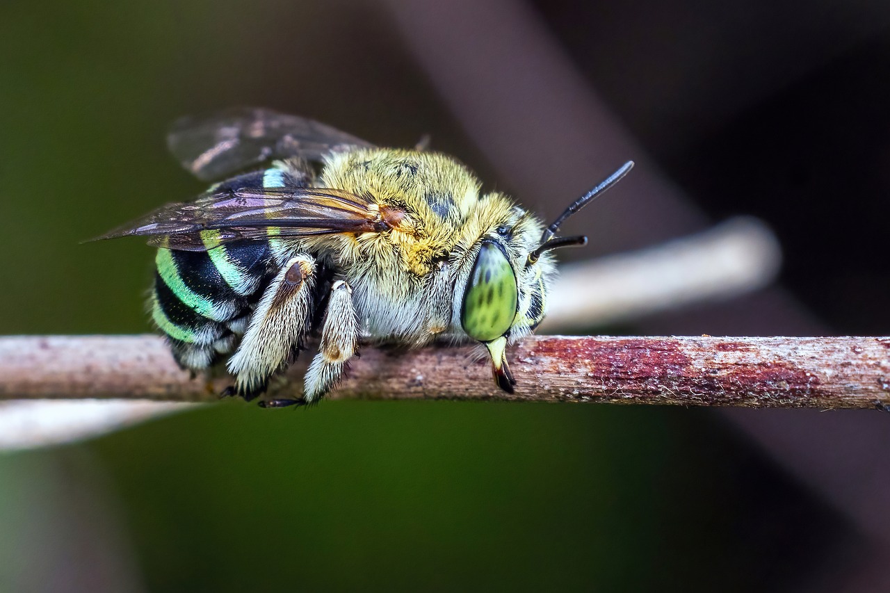 Blue-Banded Bee Insect - Free photo on Pixabay