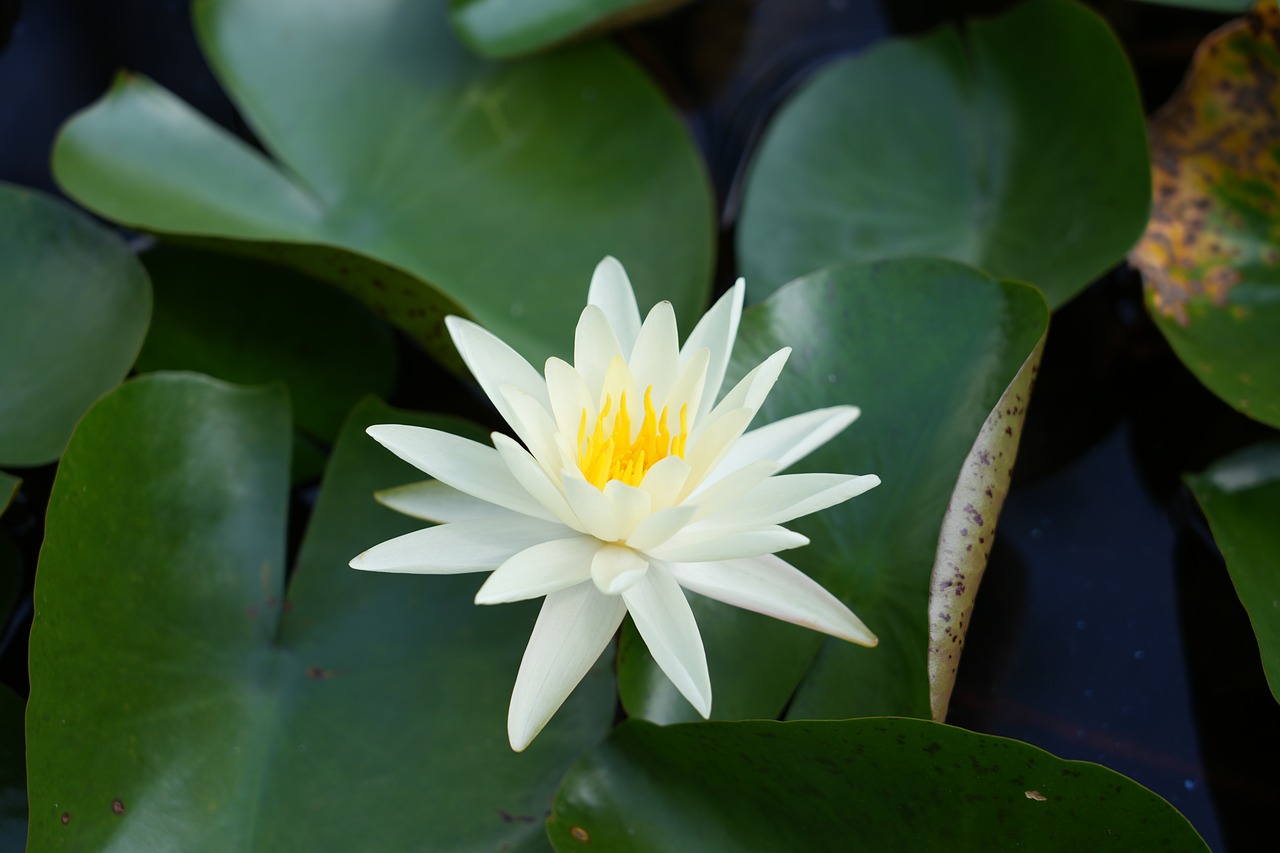 Lotus Natural Plant Generated - Free photo on Pixabay