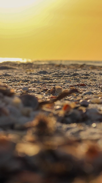 Beach Shell Nature - Free photo on Pixabay