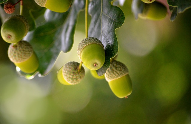 Acorns Oak Leaves Nature - Free photo on Pixabay