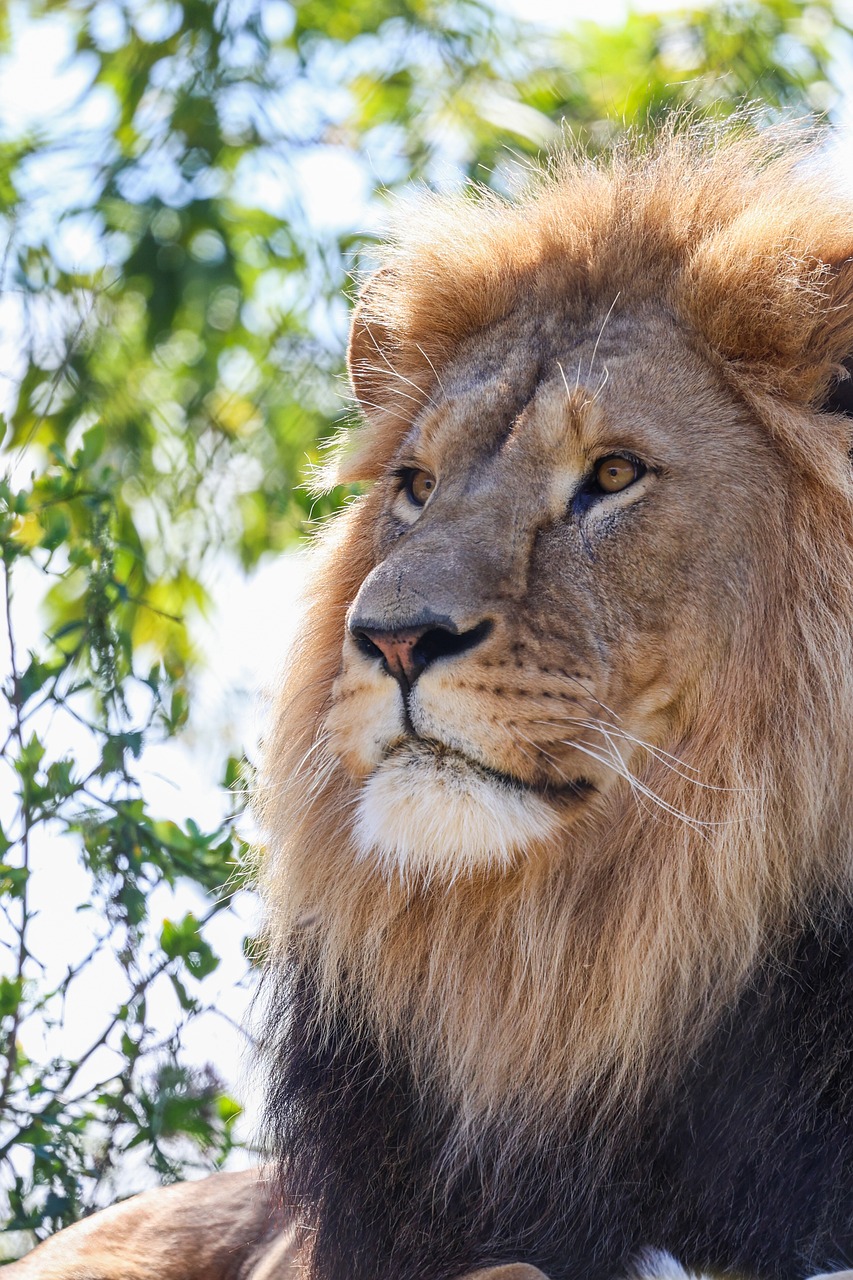 Lion Nature Animal - Free photo on Pixabay