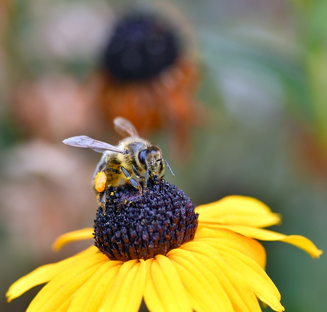 Bee Insect Pollination - Free photo on Pixabay