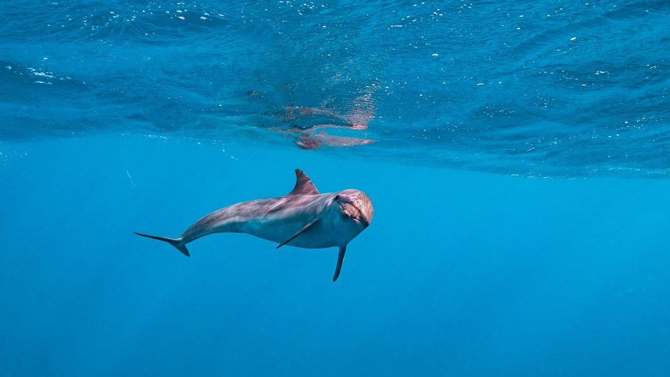 Dolphin Red Sea Nature - Free photo on Pixabay