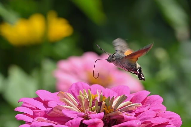 Moth Hummingbird Hawk Insect - Free photo on Pixabay