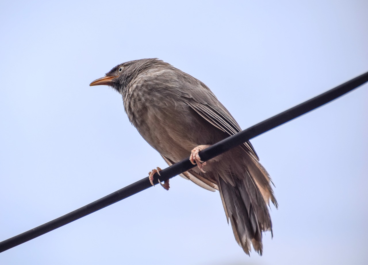 Babbler Bird Animal - Free photo on Pixabay