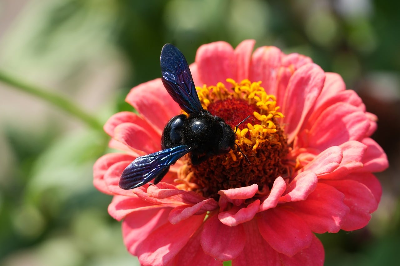 Violet Carpenter Bee Insect - Free photo on Pixabay