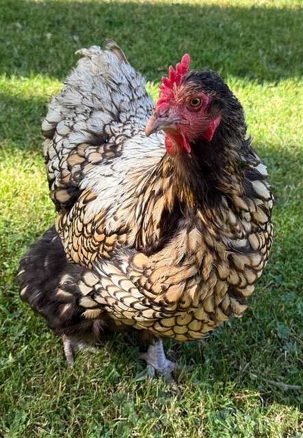 Hen Gold Laced Chicken - Free photo on Pixabay