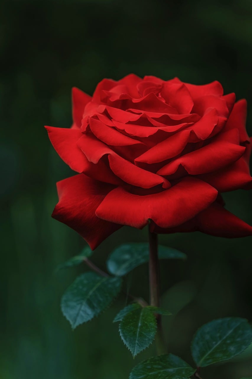 Roses, Blossoms, Love. Free Stock Video - Pixabay
