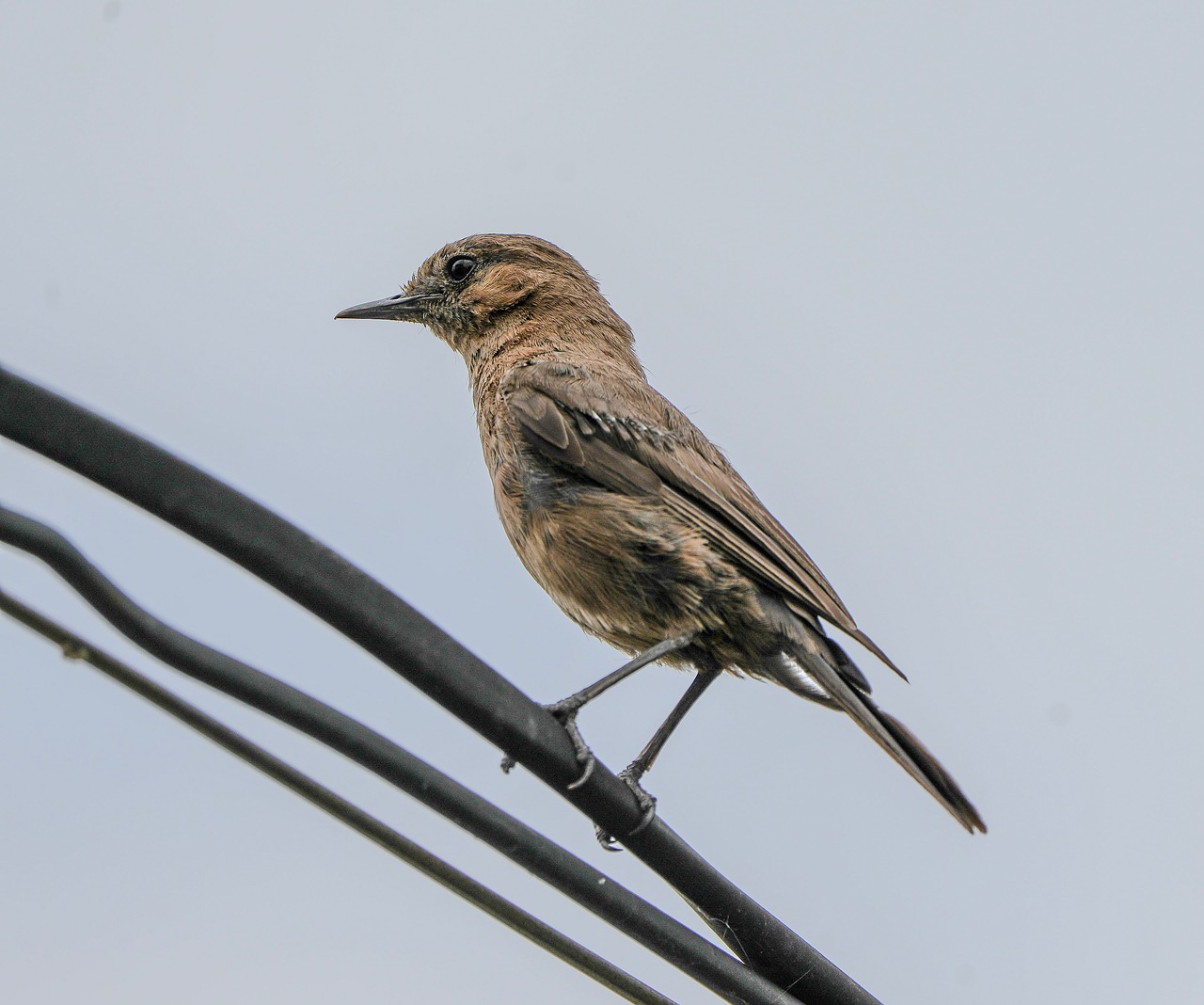 Bird Indian Chat Animal - Free photo on Pixabay