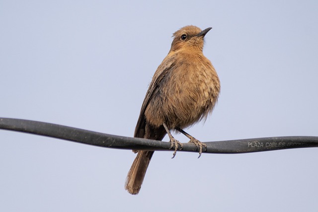 Brown Chat Bird Animal - Free photo on Pixabay