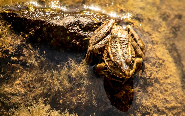 Lake Frog Nature - Free photo on Pixabay