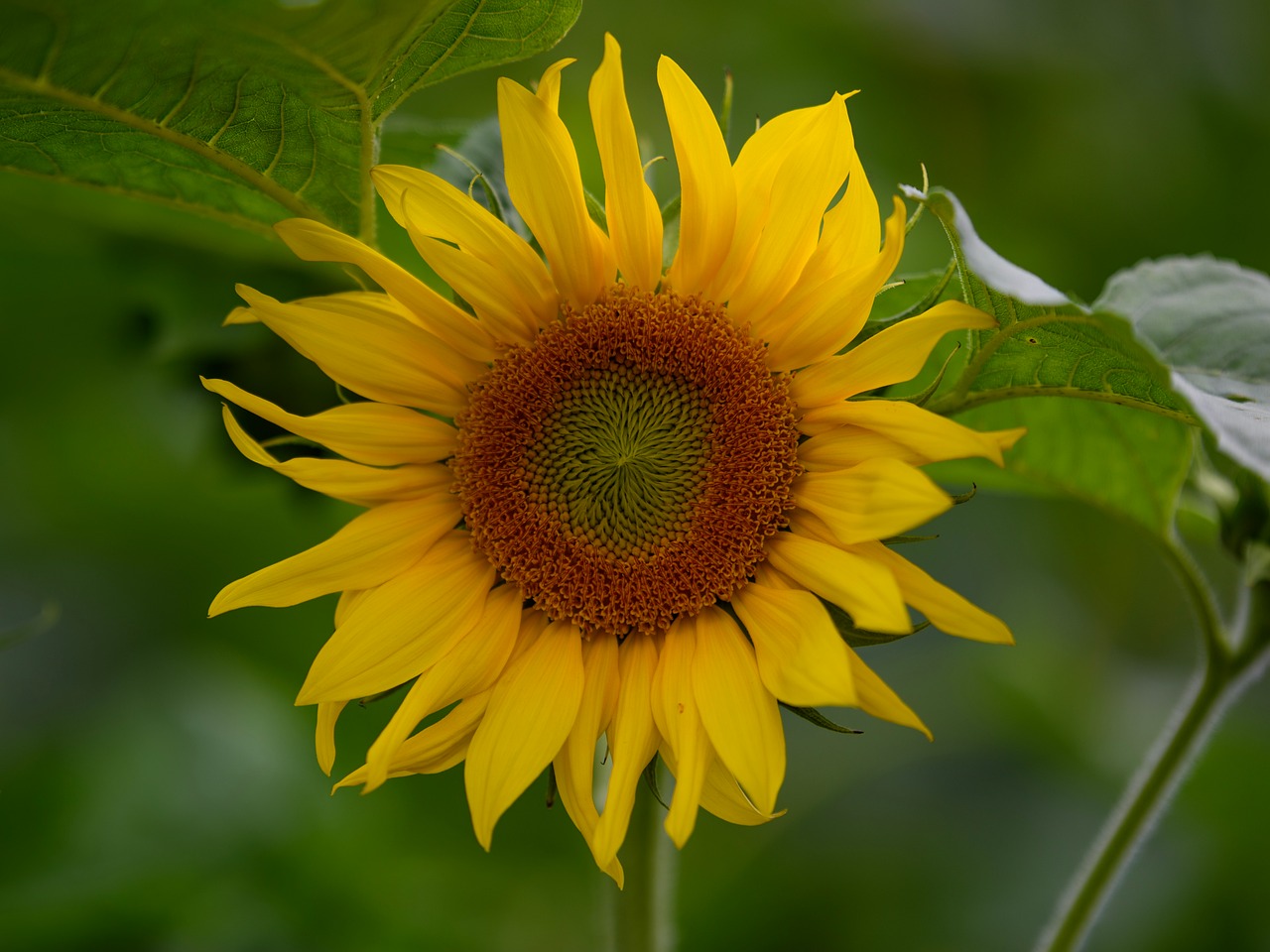 Bunga Matahari Kuning Daun - Foto gratis di Pixabay