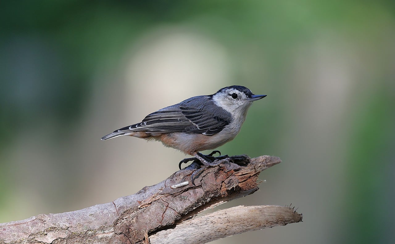 White-Breasted Nuthatch - Free photo on Pixabay