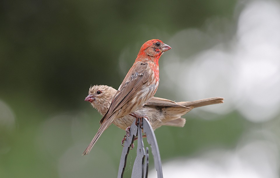 Finch Bird Wildlife - Free photo on Pixabay
