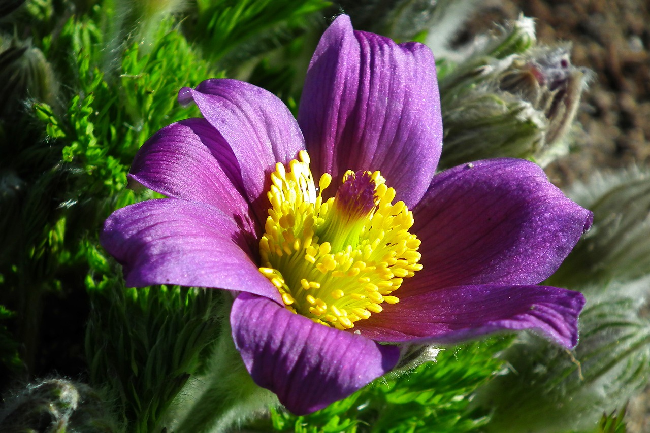 Pasque-Flower Flower Blooming - Free photo on Pixabay