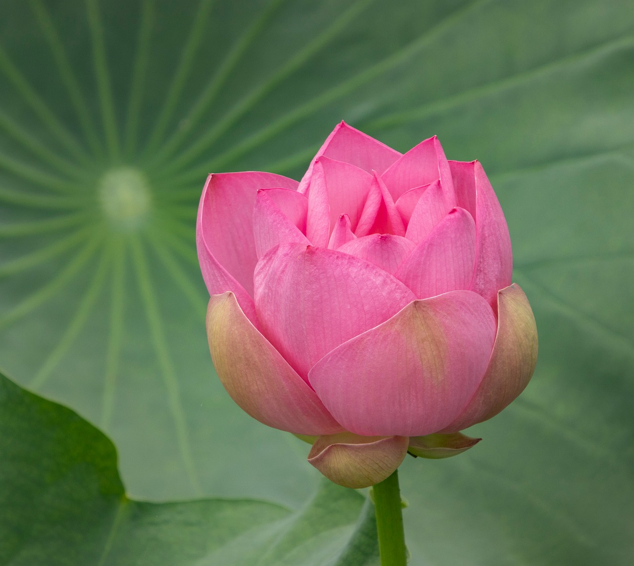Lotus Flower Plant - Free photo on Pixabay