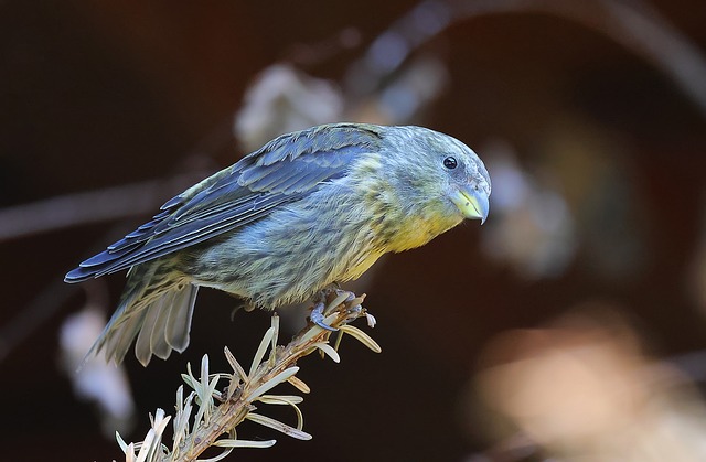 Bird Curve Animal - Free photo on Pixabay
