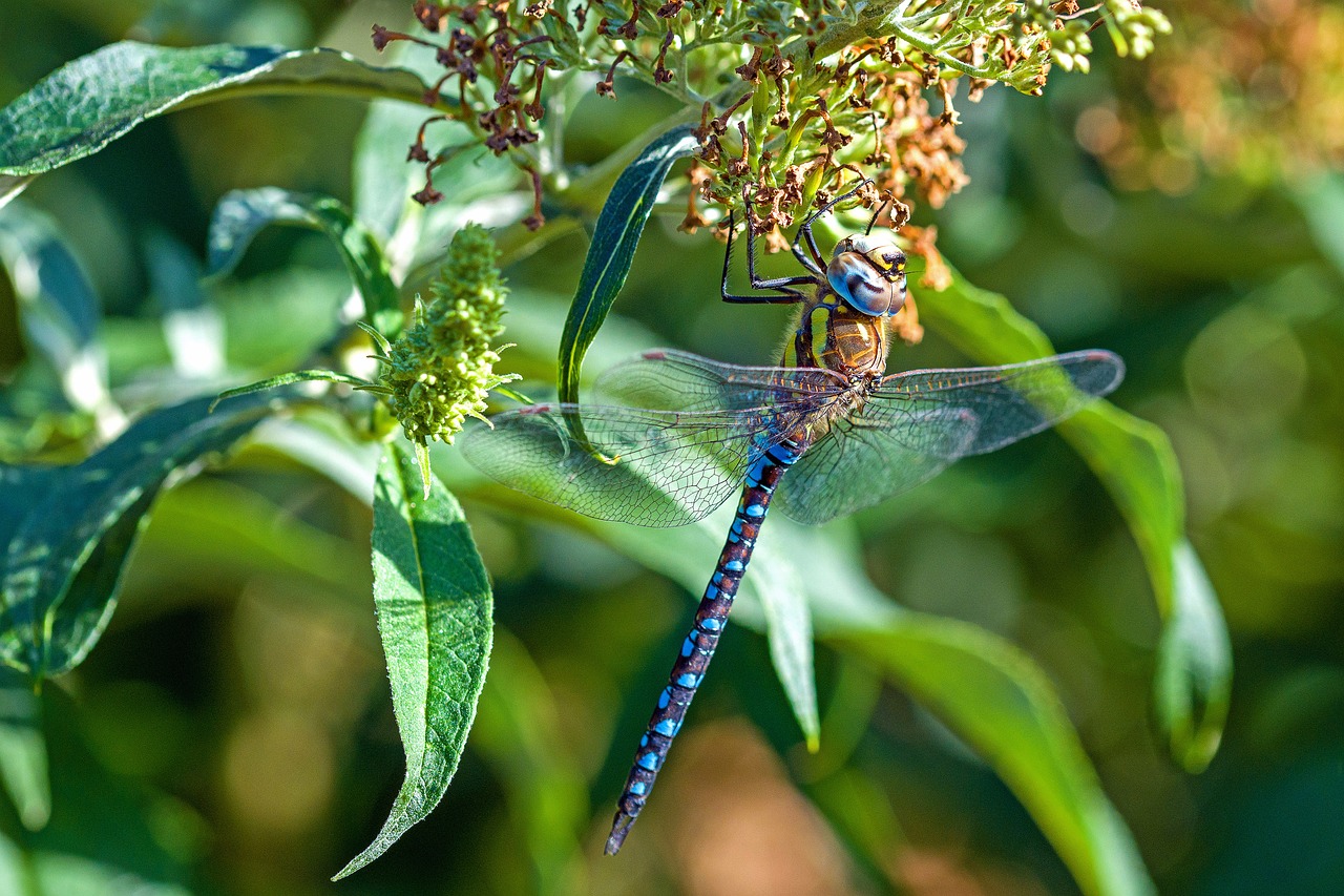 Blue Glassmaker Dragonfly Bug - Free photo on Pixabay