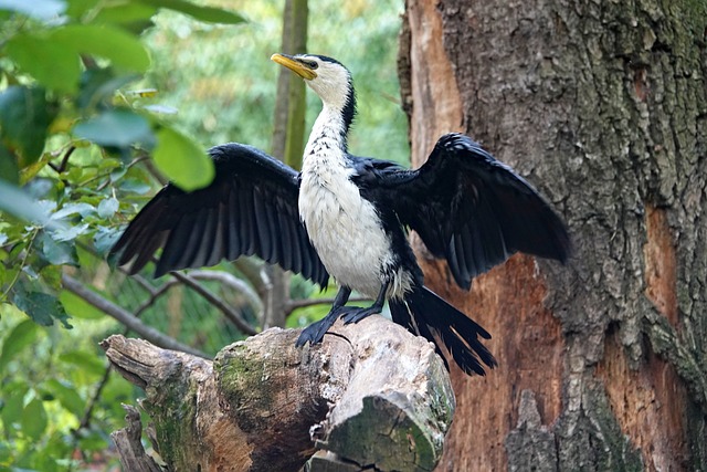 Bird Animal Austere - Free photo on Pixabay