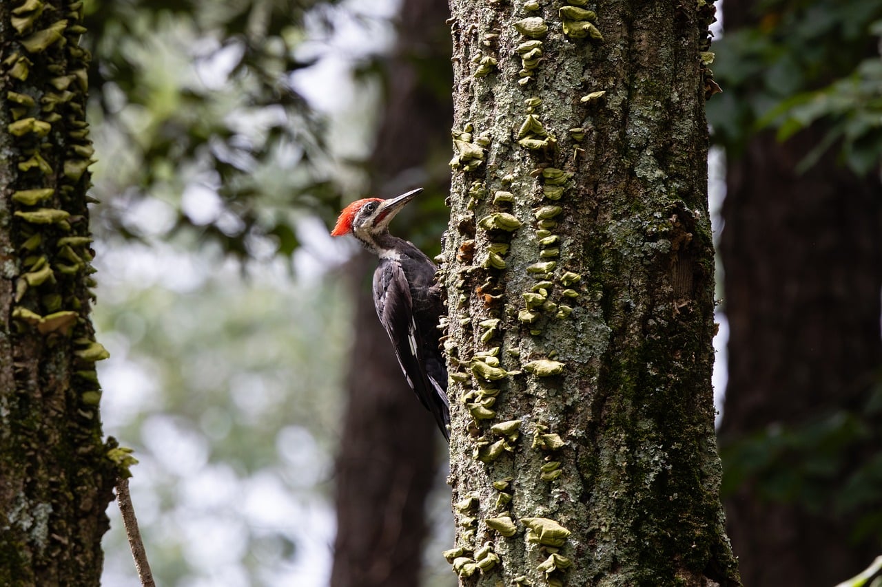 Woodpecker Trees Forest - Free photo on Pixabay
