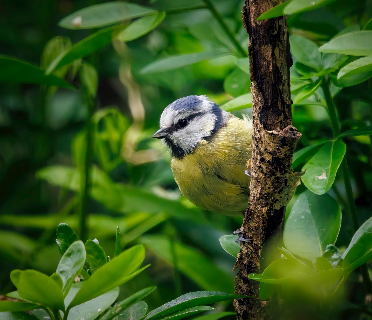 Blue Tit Bird Avian - Free photo on Pixabay
