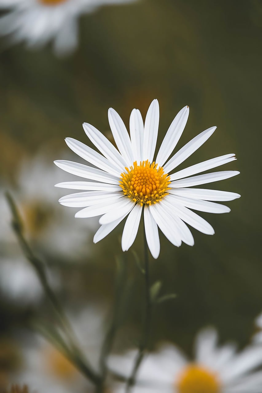 Seaside Daisy Wildflower Coast - Free photo on Pixabay