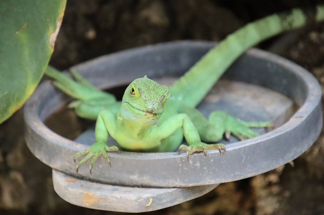 Agame Lizard Reptile - Free photo on Pixabay
