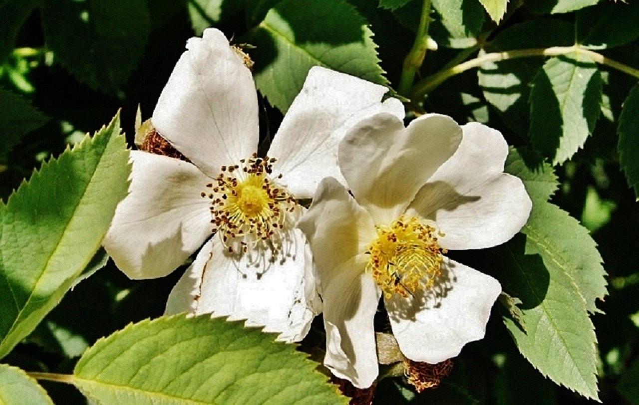 Fleur Nature Decorative - Free photo on Pixabay