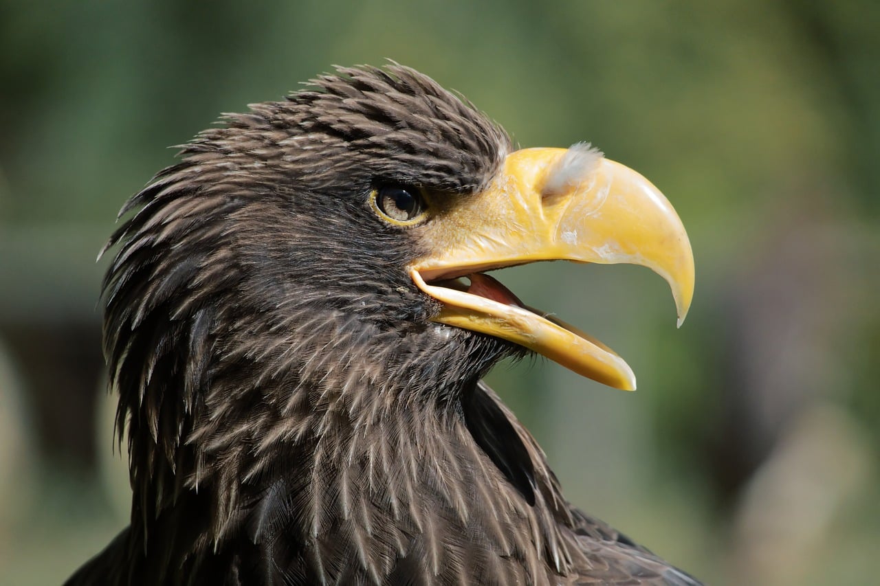 Raptor Eagle Nature Birds Of - Free photo on Pixabay