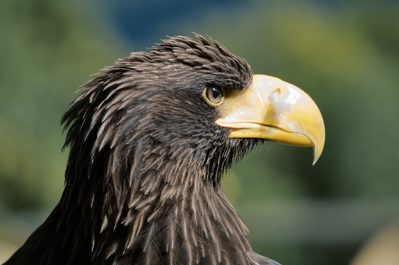 Raptor Eagle Nature Birds Of - Free photo on Pixabay