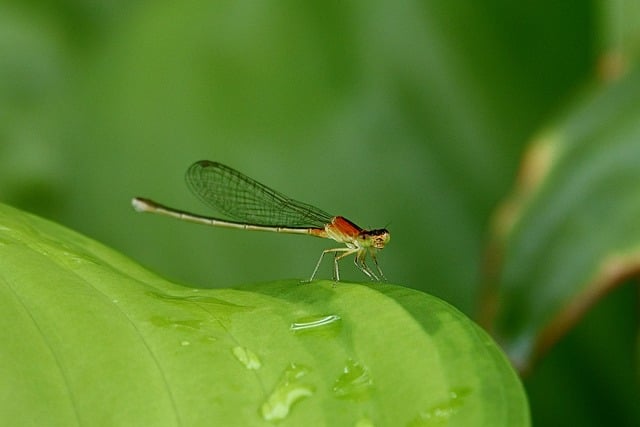 Insetto Libellula Foglia Verde - Foto gratis su Pixabay