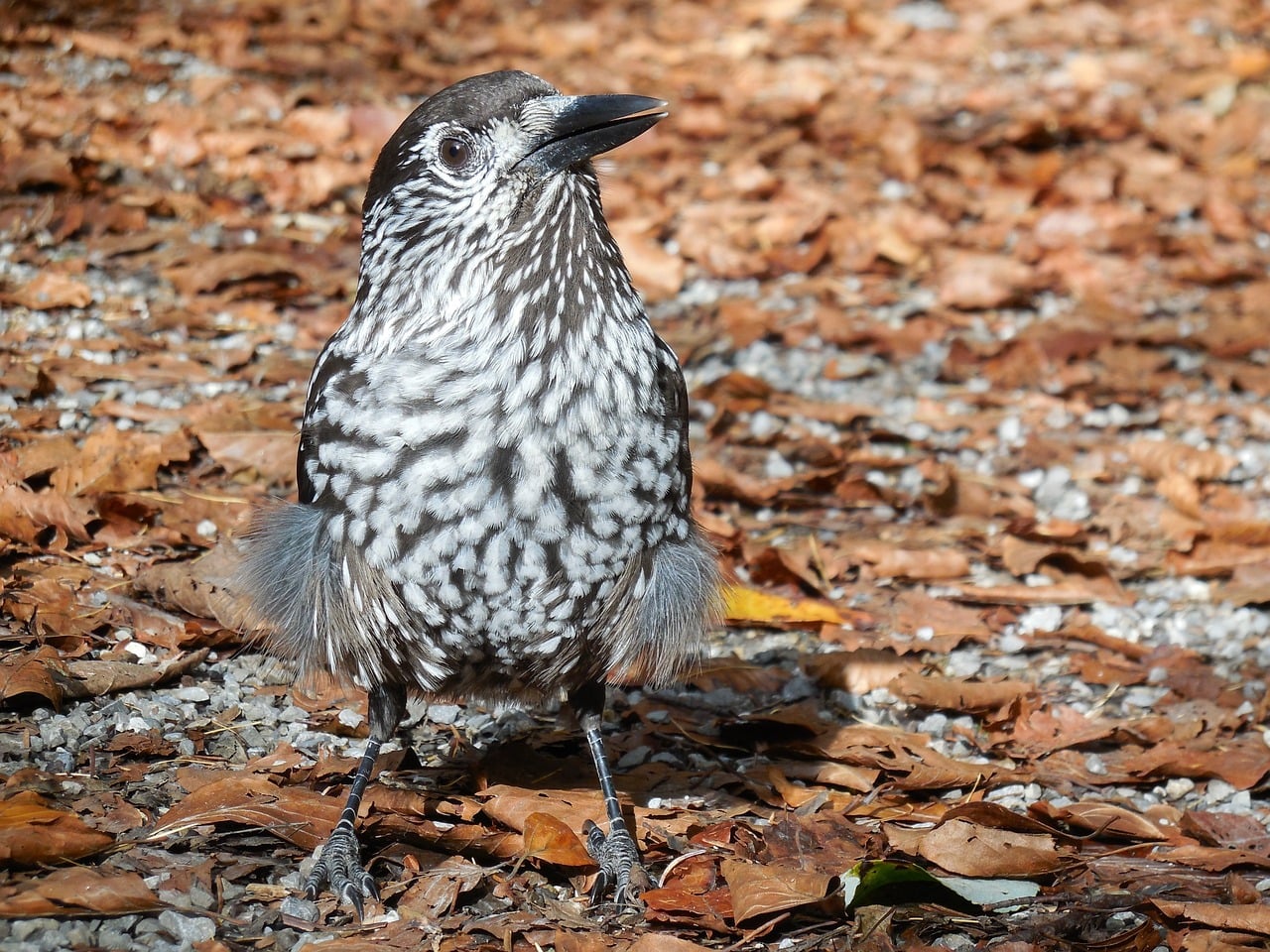Nutcracker Bird Fall Raven - Free photo on Pixabay