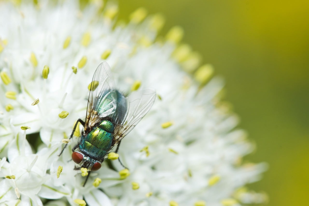 Green Fly White Flower Pollination - Free photo on Pixabay