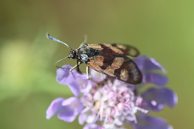 Polilla De La Pimpinela Insecto - Foto gratis en Pixabay