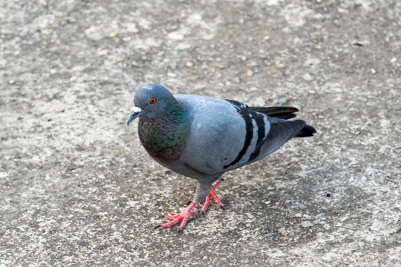 Pigeon Biset Oiseau - Photo gratuite sur Pixabay