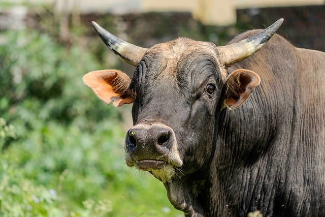 Ox Bovine Cattle - Free photo on Pixabay