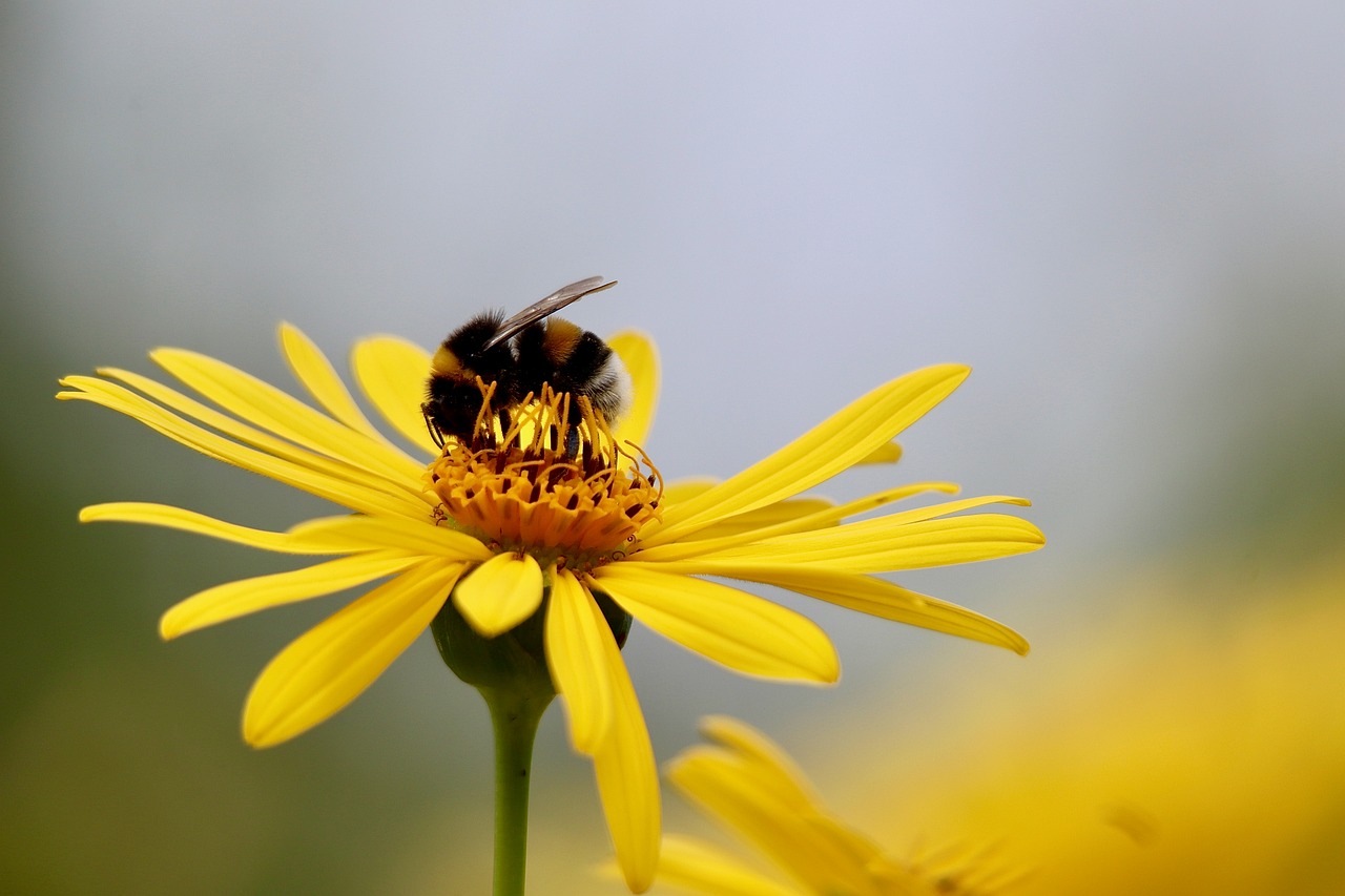 Dark Bumblebee Bee - Free photo on Pixabay