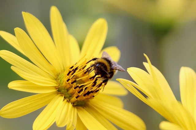Dark Bumblebee Bee - Free photo on Pixabay